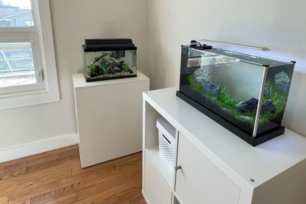 Fluval Spec V Review 2021: Best 5 Gallon Tank